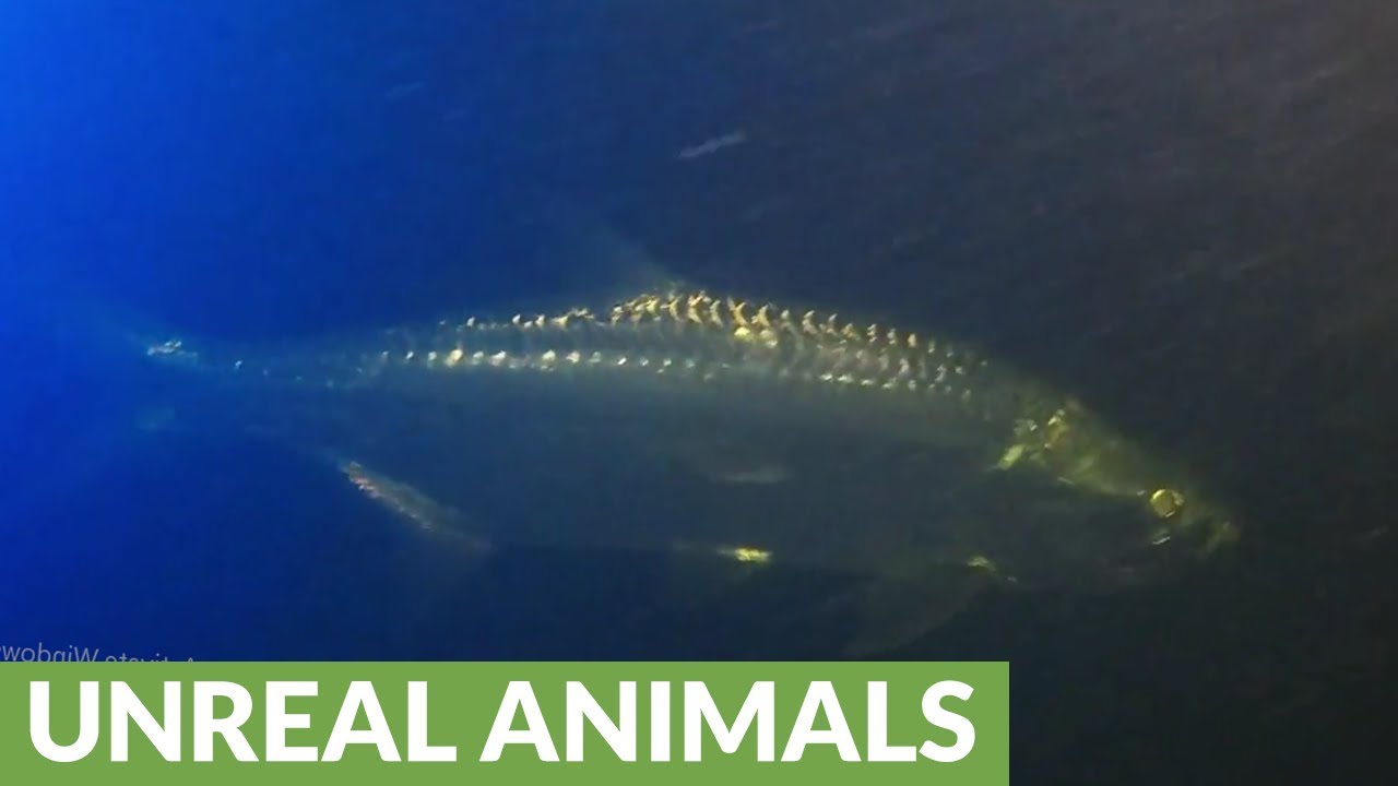 Giant Tarpon appear as ghostly silver specters during night scuba dive ...