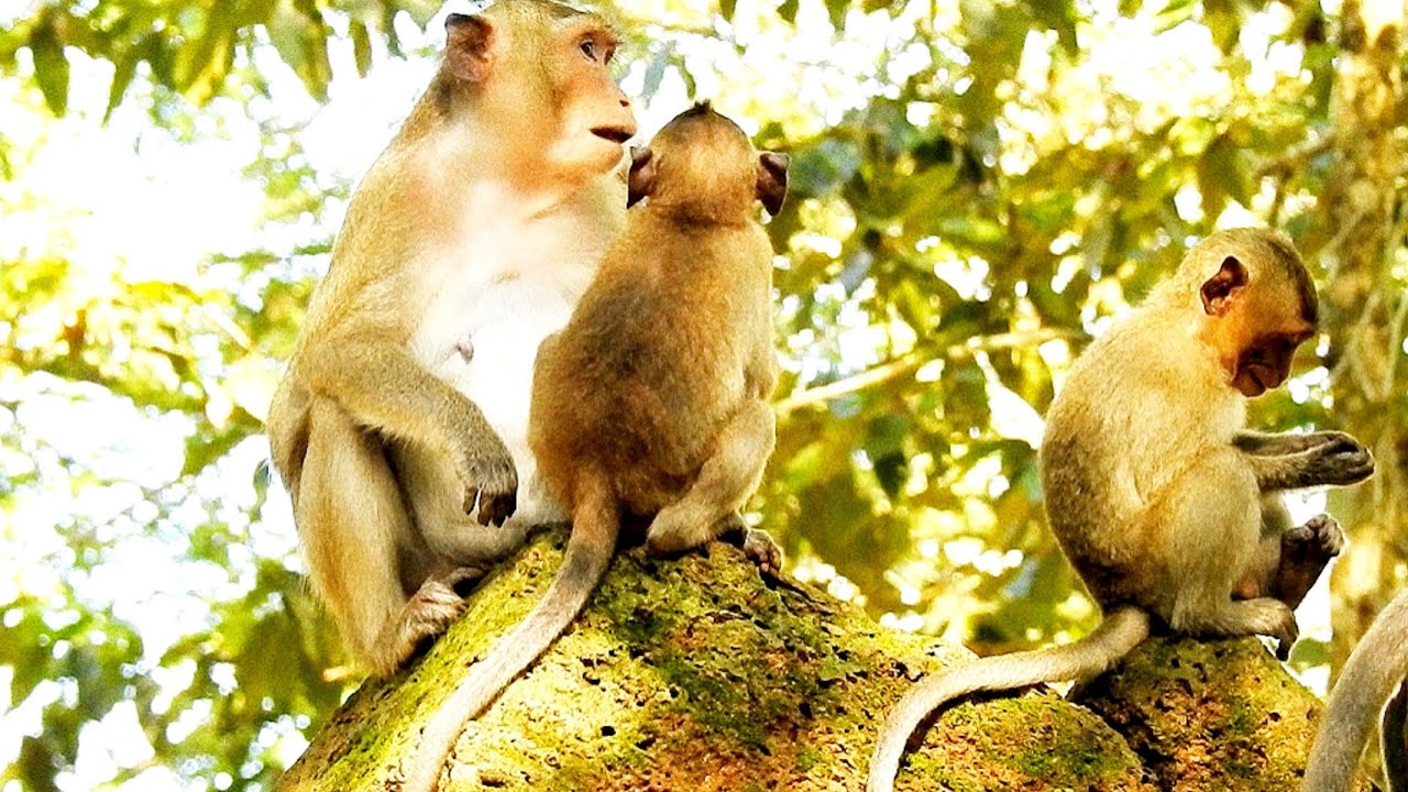 Mother takes care her Baby Monkey -Monkey Us - YouTube
