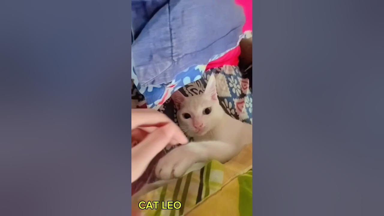 #catleo - YouTube