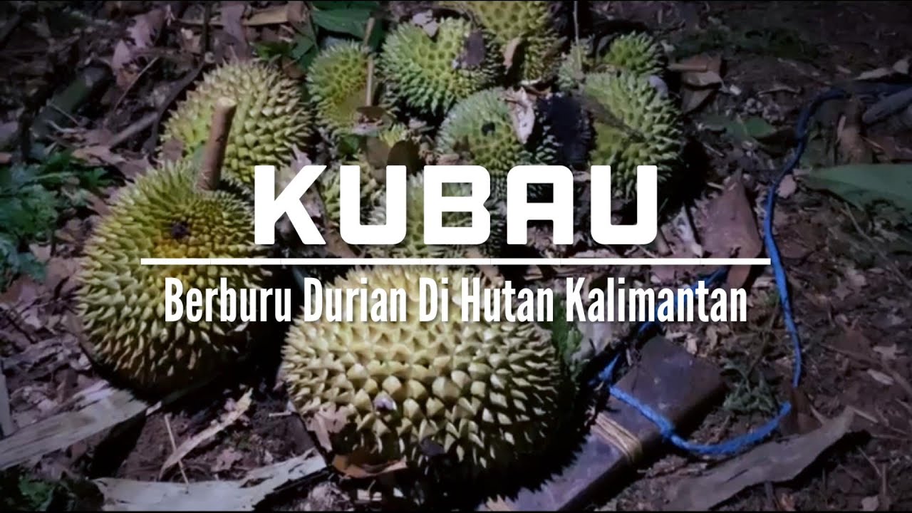 Berburu Durian Di Hutan Kalimantan - Kubau Part 1 - YouTube