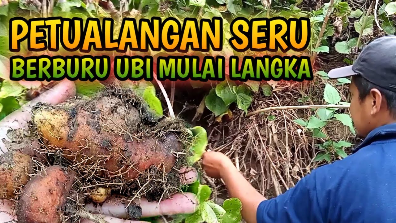 Petualangan seru | Berburu ubi hutan - YouTube