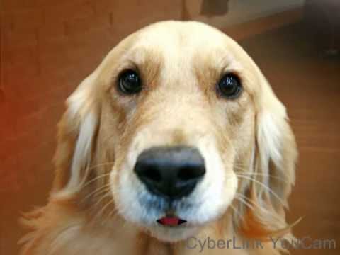 El perro se Scottex te avisa, dale al puto like -Qué Mala Baba - YouTube