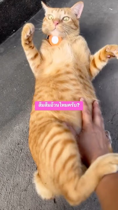 มีแต่คนว่าส้มส้มอ้วน มันคือเรื่องจริงเหรอครับ🙀😹 #cat #แมว #catlover # ...