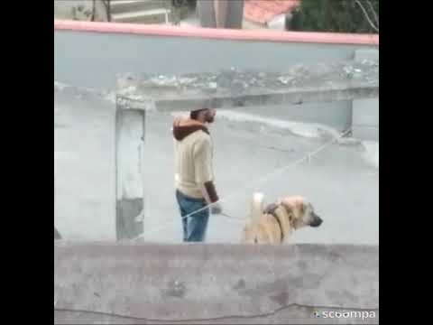 kangal malaklı Alman kurt