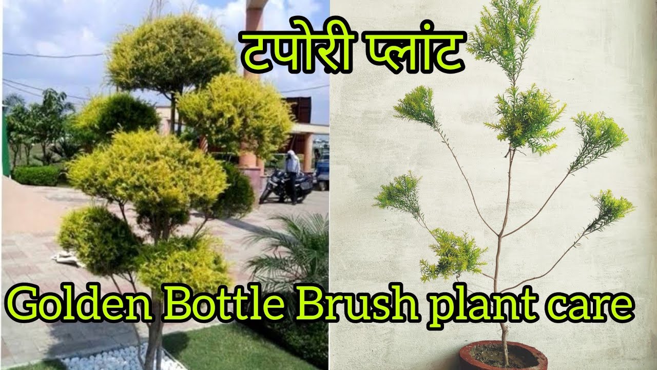 बेहद खूबसूरत शो प्लांट ।। tapori plant ।। Golden bottle Brush plant ...