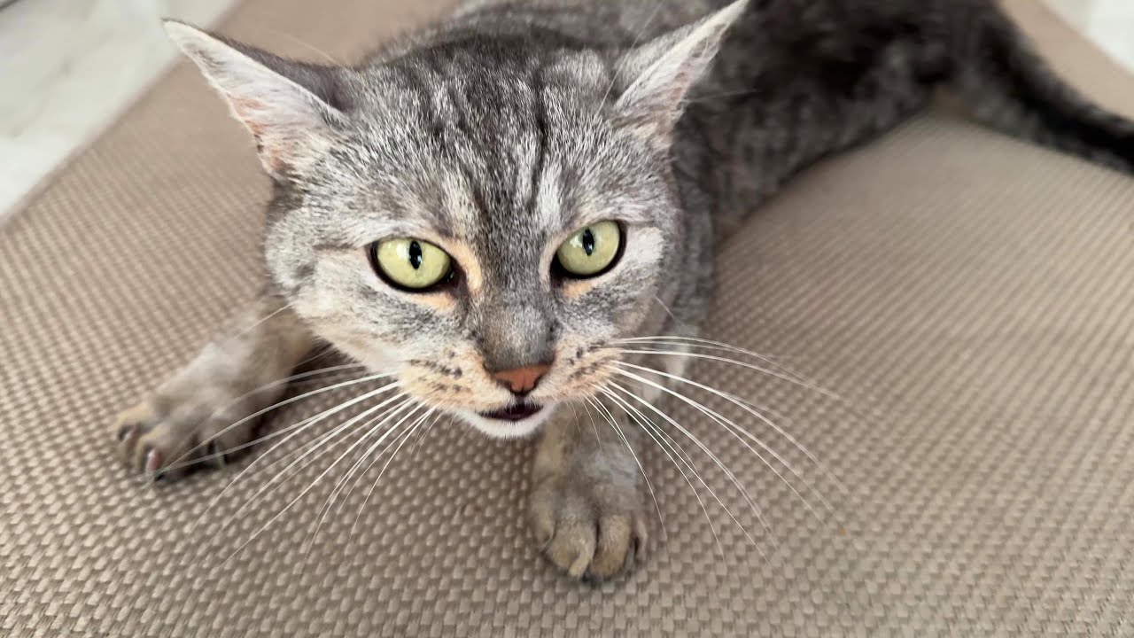 "Meow meow is all I want to say" - YouTube