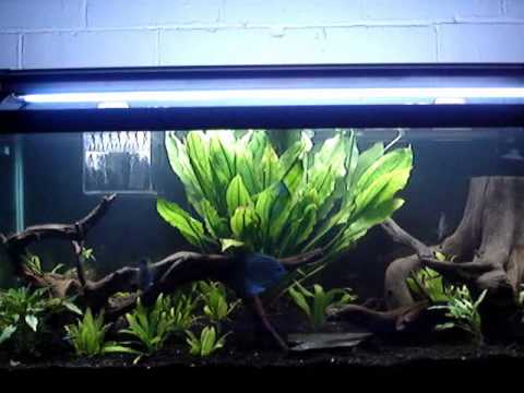 75 Gallon Planted Discus Aquarium - YouTube