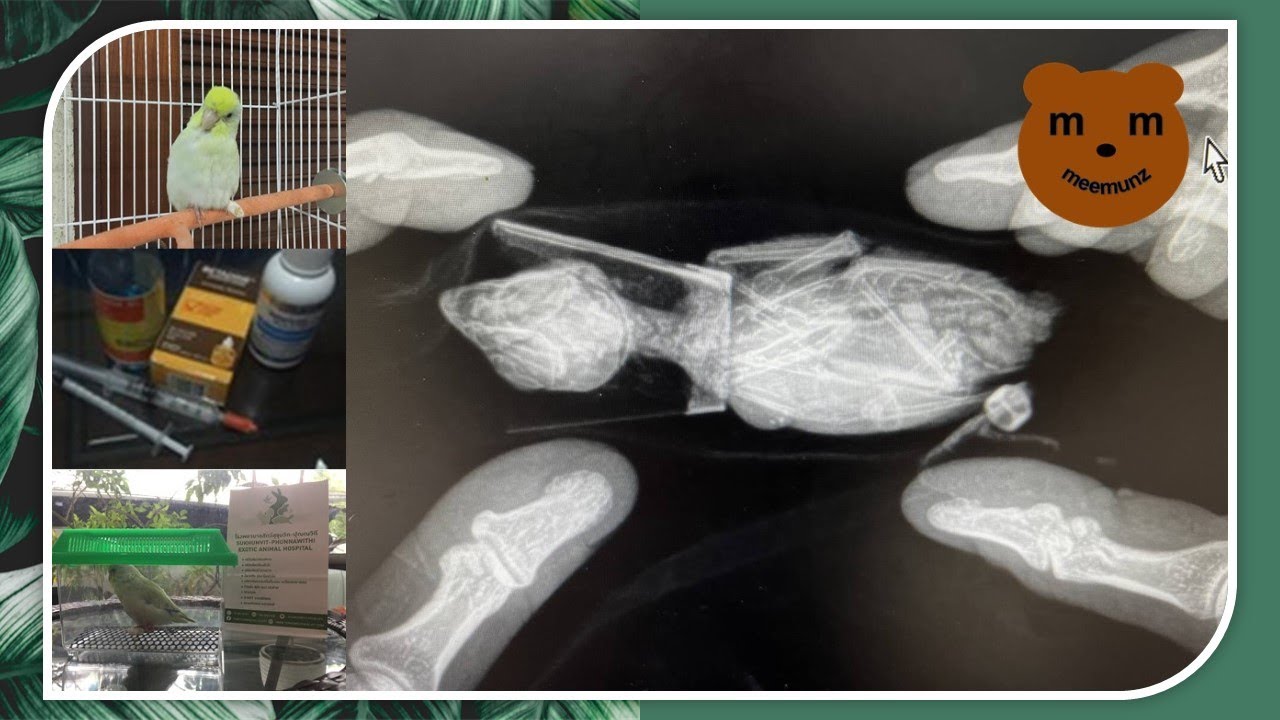 การดูแลนกแก้ว ฟอพัส บาดเจ็บ 🩺 My First Bird Rescue 💉 What to do If Your ...