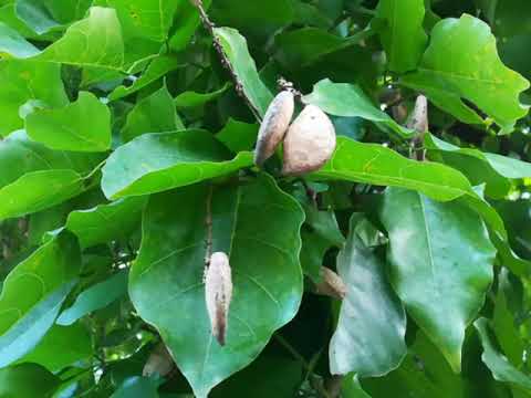 Indian beech, Pongam oiltree, karanj (Hindi), honge/karajata, Pongamia ...