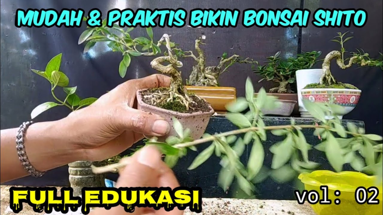 mudah dan praktis,cara membuat bonsai shito/minion - YouTube