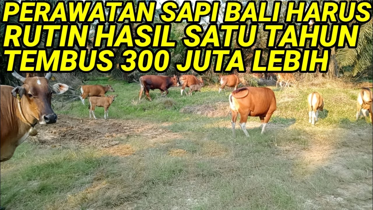 PERAWATAN SAPI BALI HARUS RUTIN HASIL TEMBUS 300 JUTA - YouTube