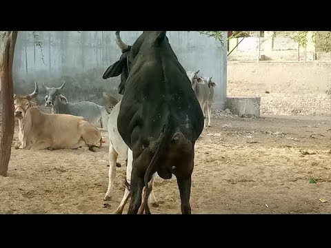  Powerful Black 🐂 Ox Mating With 🐮 Cow | Beautiful Village Cattle Herd Scene