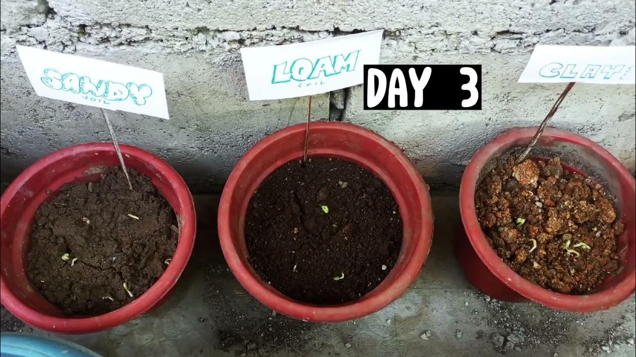 Monggo seeds germination using 3 types of soil - YouTube