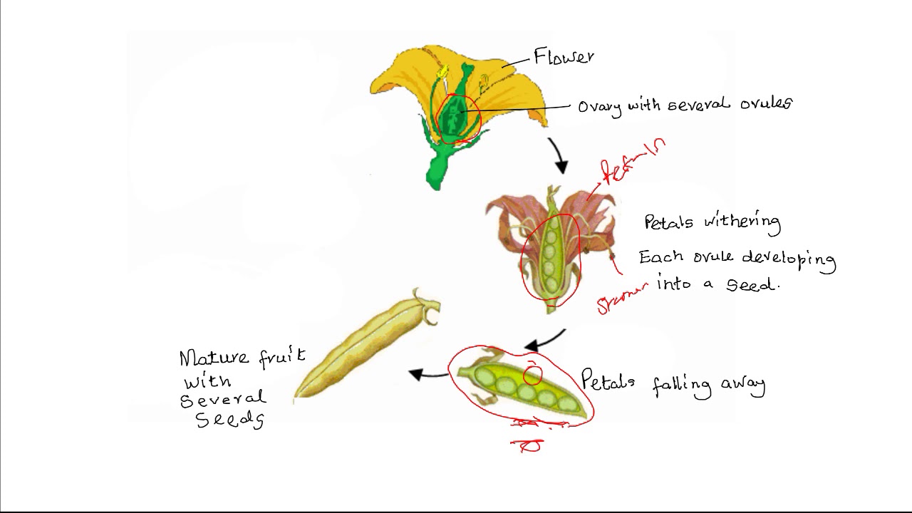 Seed and fruit development - YouTube