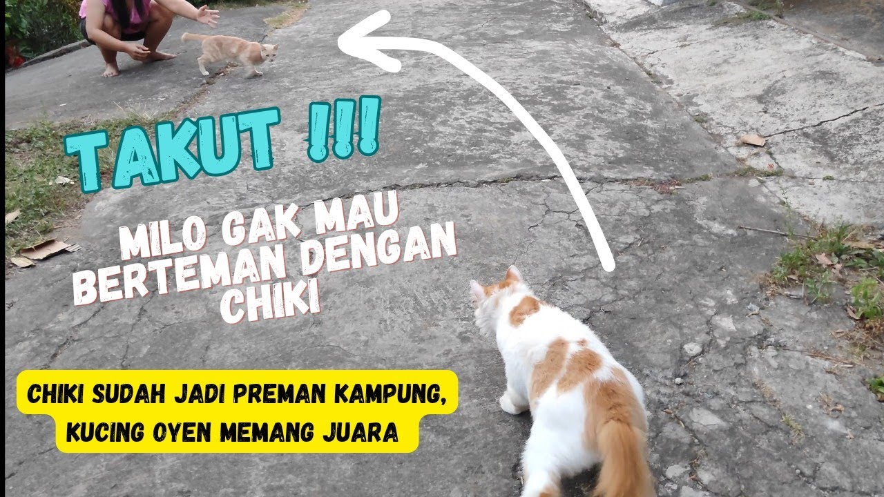 CHIKI SUDAH JADI PREMAN KAMPUNG || KUCING OYEN MEMANG JUARA - YouTube