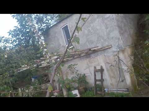 sonbaharda açan erik çiçeği