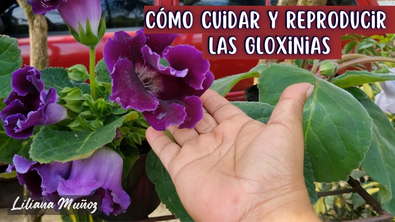 CÓMO CUIDAR Y REPRODUCIR LAS GLOXINIAS/Liliana Muñoz - YouTube