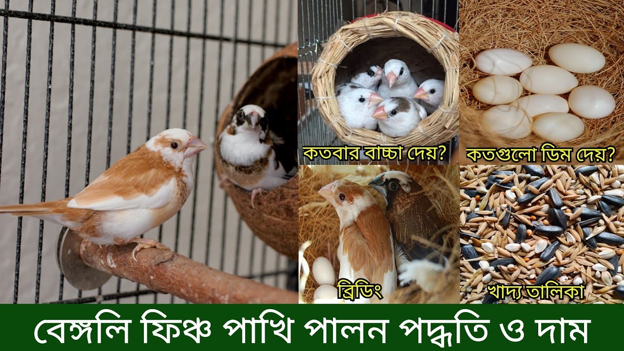 বেঙ্গলি ফিঞ্চ পাখি পালন পদ্ধতি | Bengali Finch Rearing Bangla | Finch ...