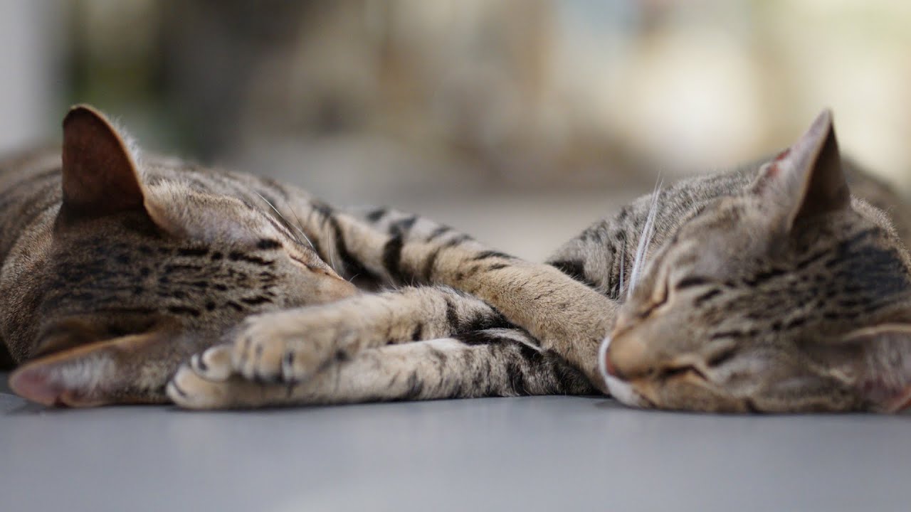 Using cardboard DIY cat food tray table - YouTube