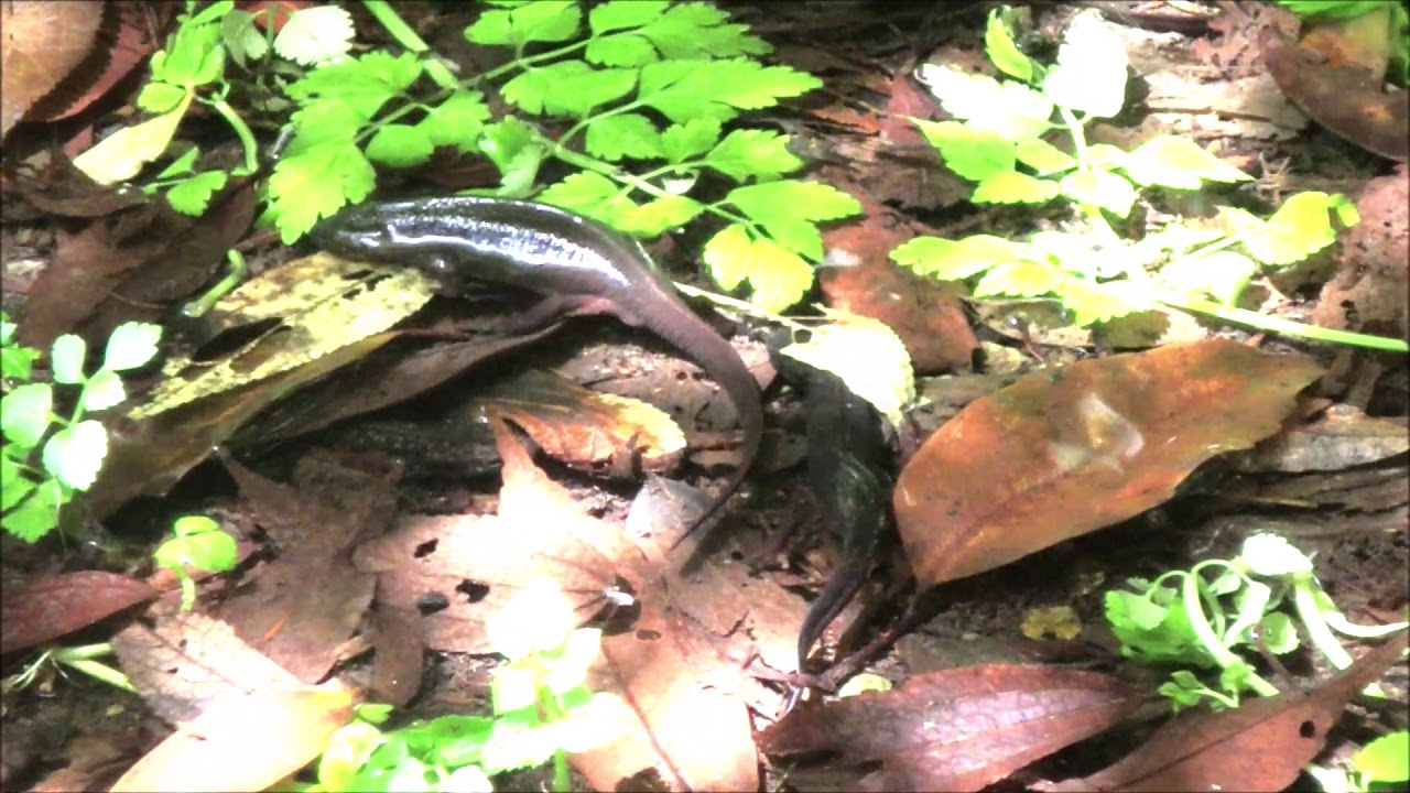 200417 シリケンイモリ Cynops ensicauda Sword tail newt - YouTube