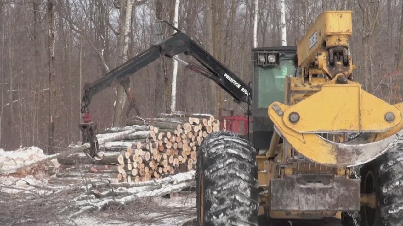 Logging and Hinge-Cutting: Strategic Tools for Deer Habitat - YouTube