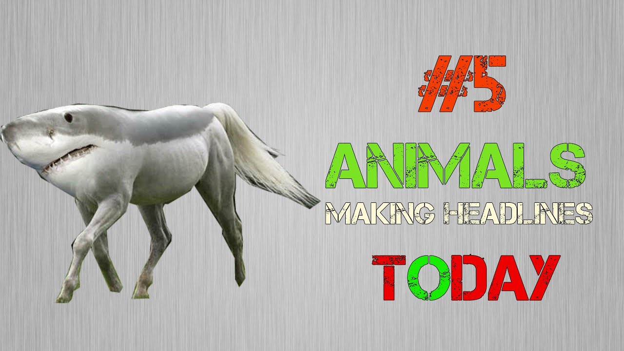 5 Animals Making Headlines Today- 5 toper - YouTube