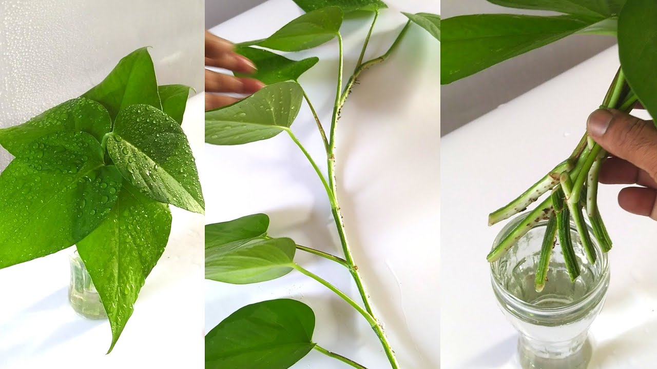 Unique desktop pothos ideas | Money plant table decor idea - YouTube