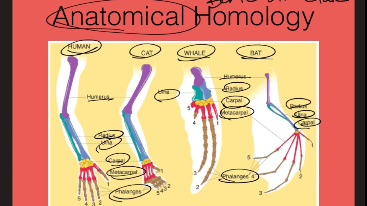 B.7AB - Evolution: Evidence of Common Ancestry - YouTube