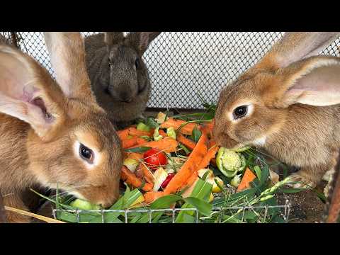 Sleep to Cute Bunny Eating Watermelon Sounds  ASMR
