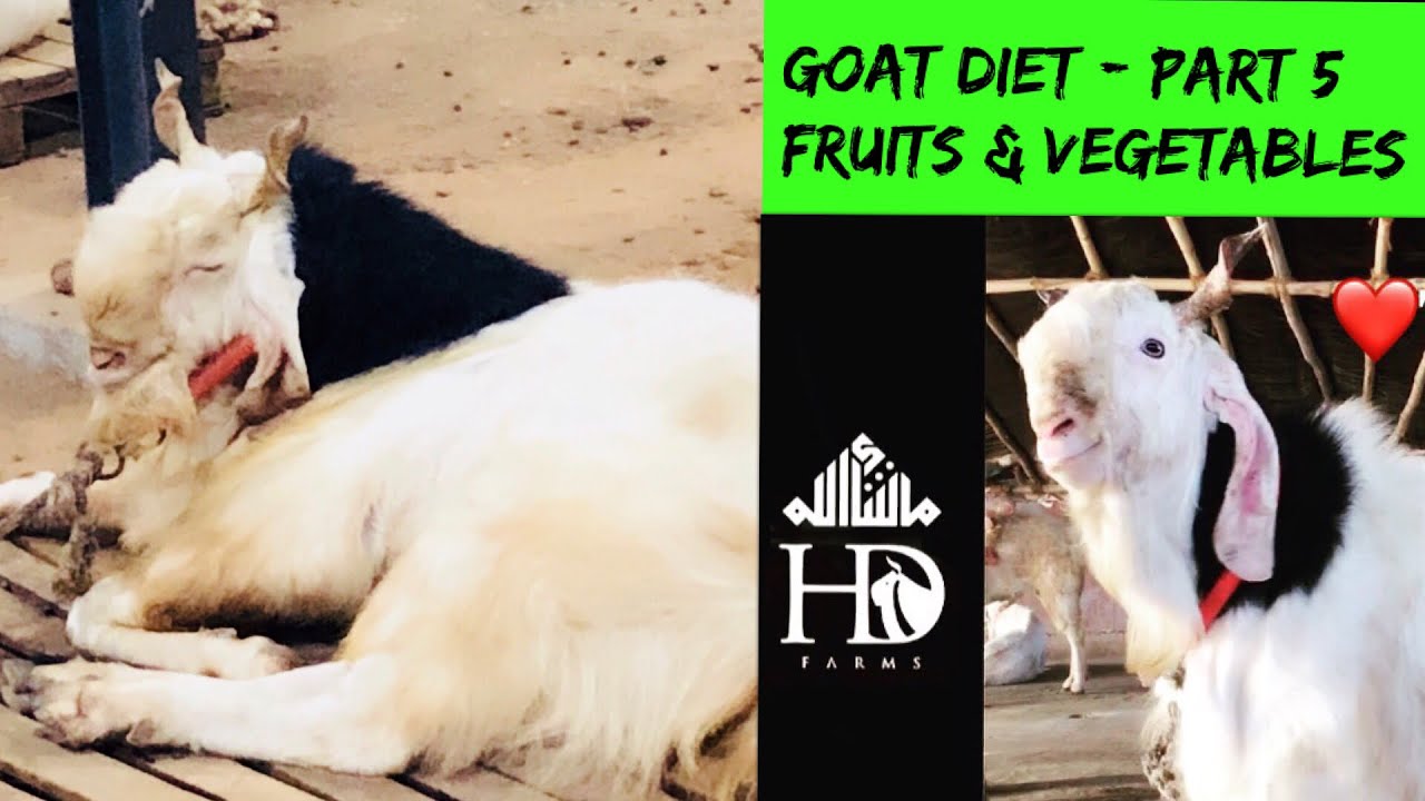 Goat Feeding Part - 5 | Fruits and Vegetables for Goat Weight gain ...