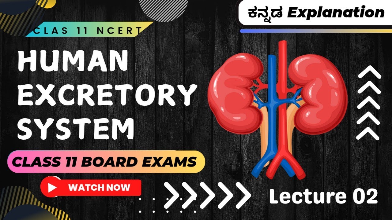 Excretory Products and their Elimination 02 🔥 Human Excretory System ...