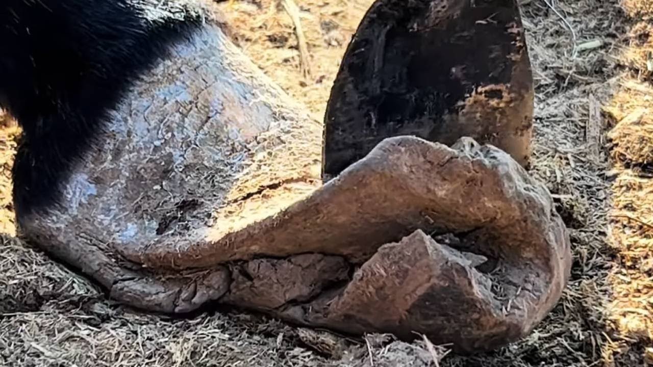 So Pitiful! The Donkey's Nails Are Deformed!【DONKEY HOOF SAVIOR】 - YouTube