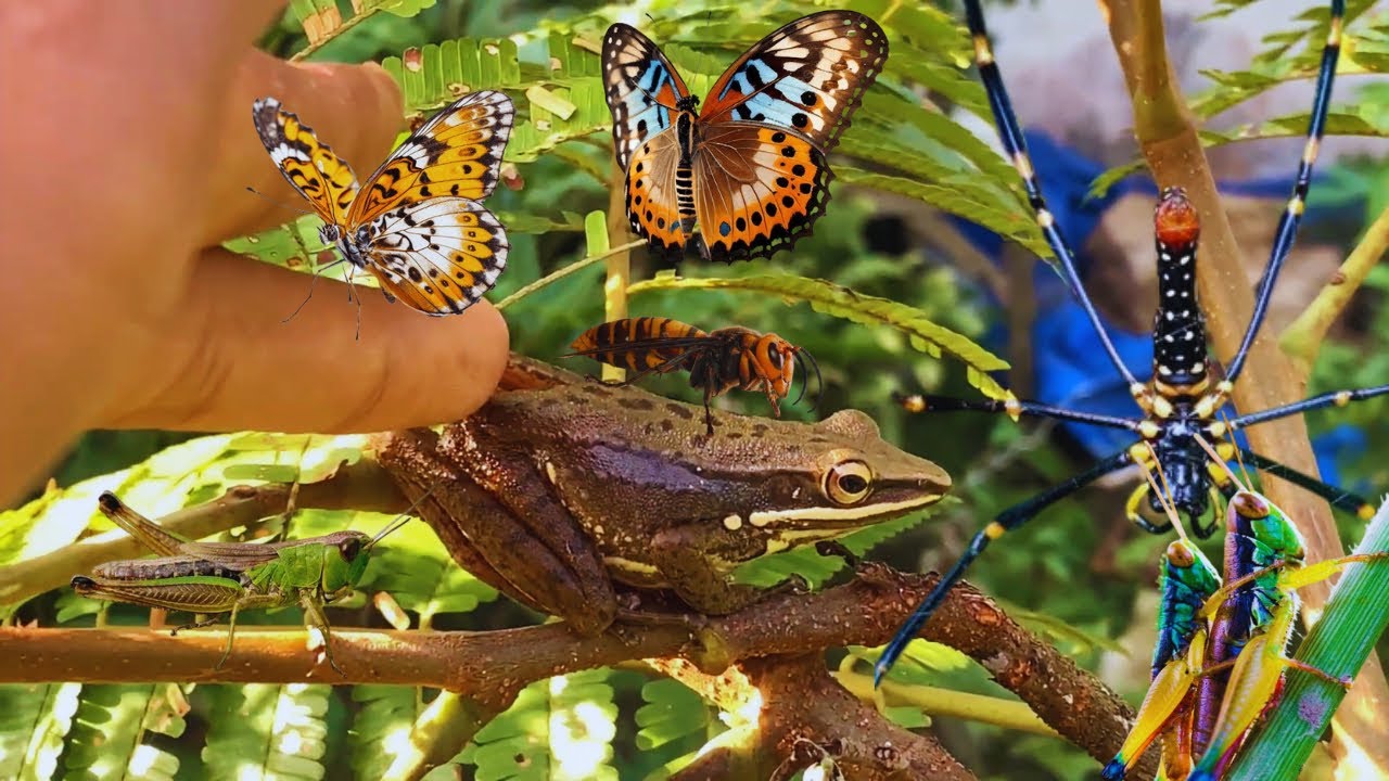 Big Spider!!catch some insects on wildlife.frog,grasshopper,dragonfly ...
