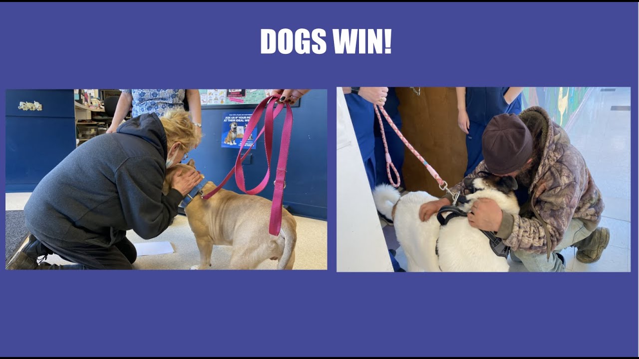 Dogs Freed From Death Row! Footage - YouTube