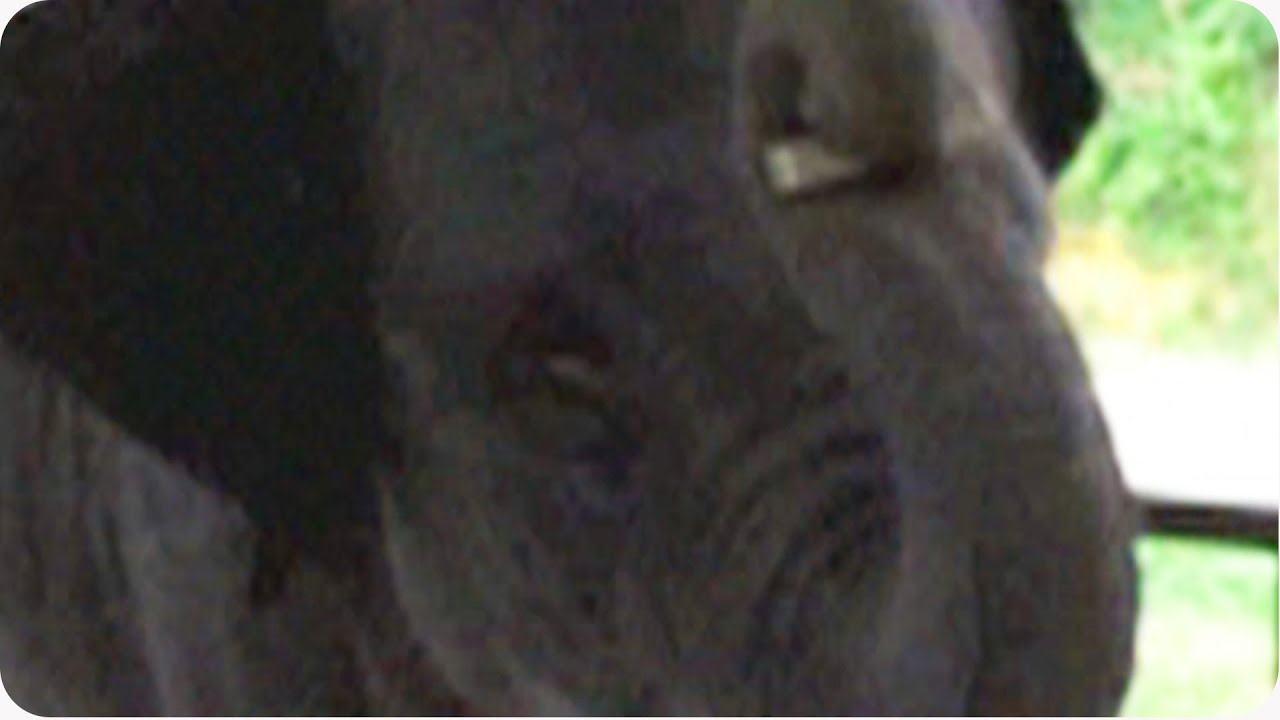 Baby Elephant Playing Harmonica - YouTube