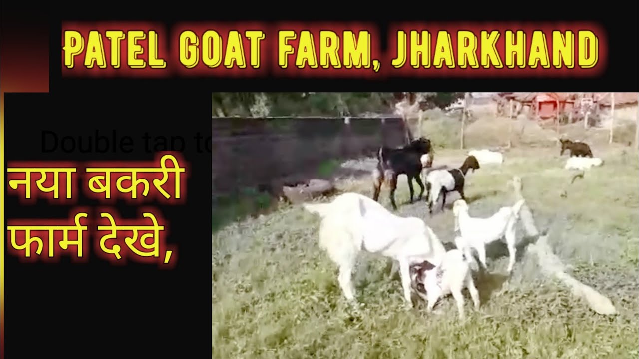 Patel Goat Farm, Jharkhand - YouTube