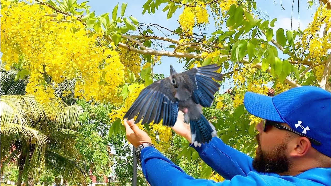 RELEASING My PET BABY BIRD Back INTO THE WILD! - YouTube