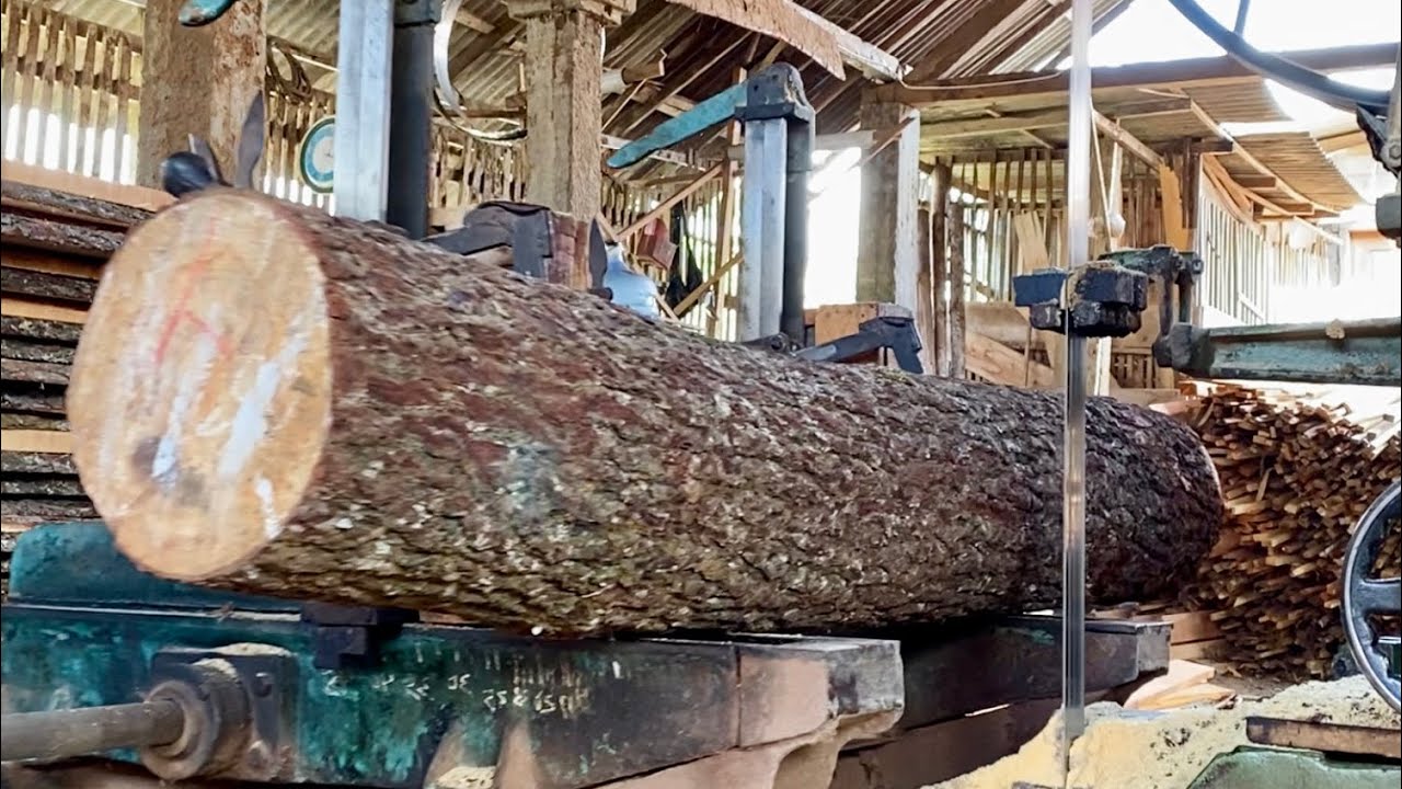 Extraordinary !! This slightly bent pine wood is ready to be processed ...
