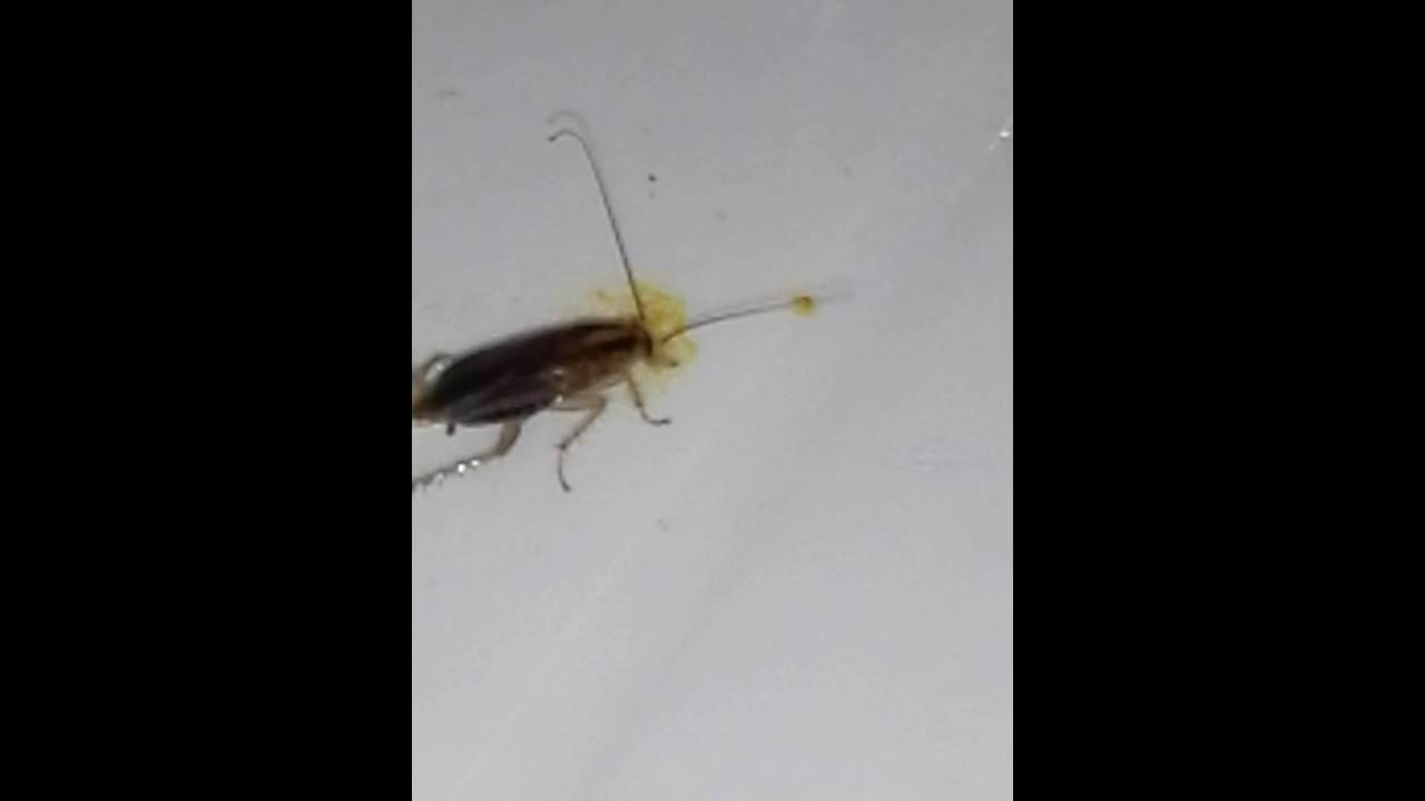 Cockroach eating curry - YouTube