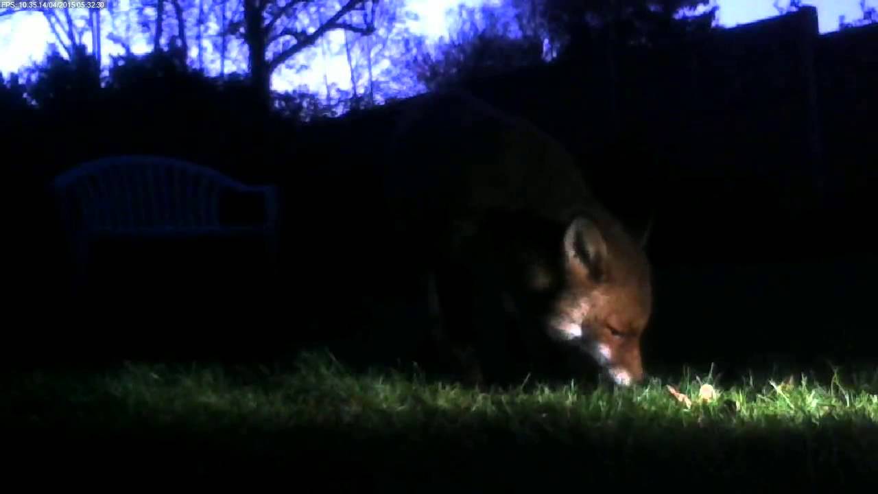 Fox cam - YouTube