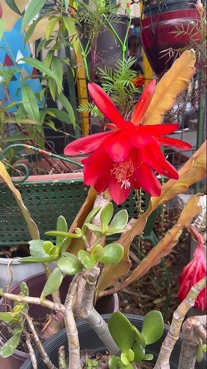 Cactus Flower - YouTube