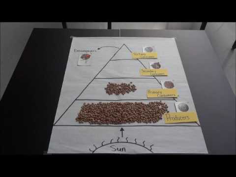 Energy Pyramid Activity