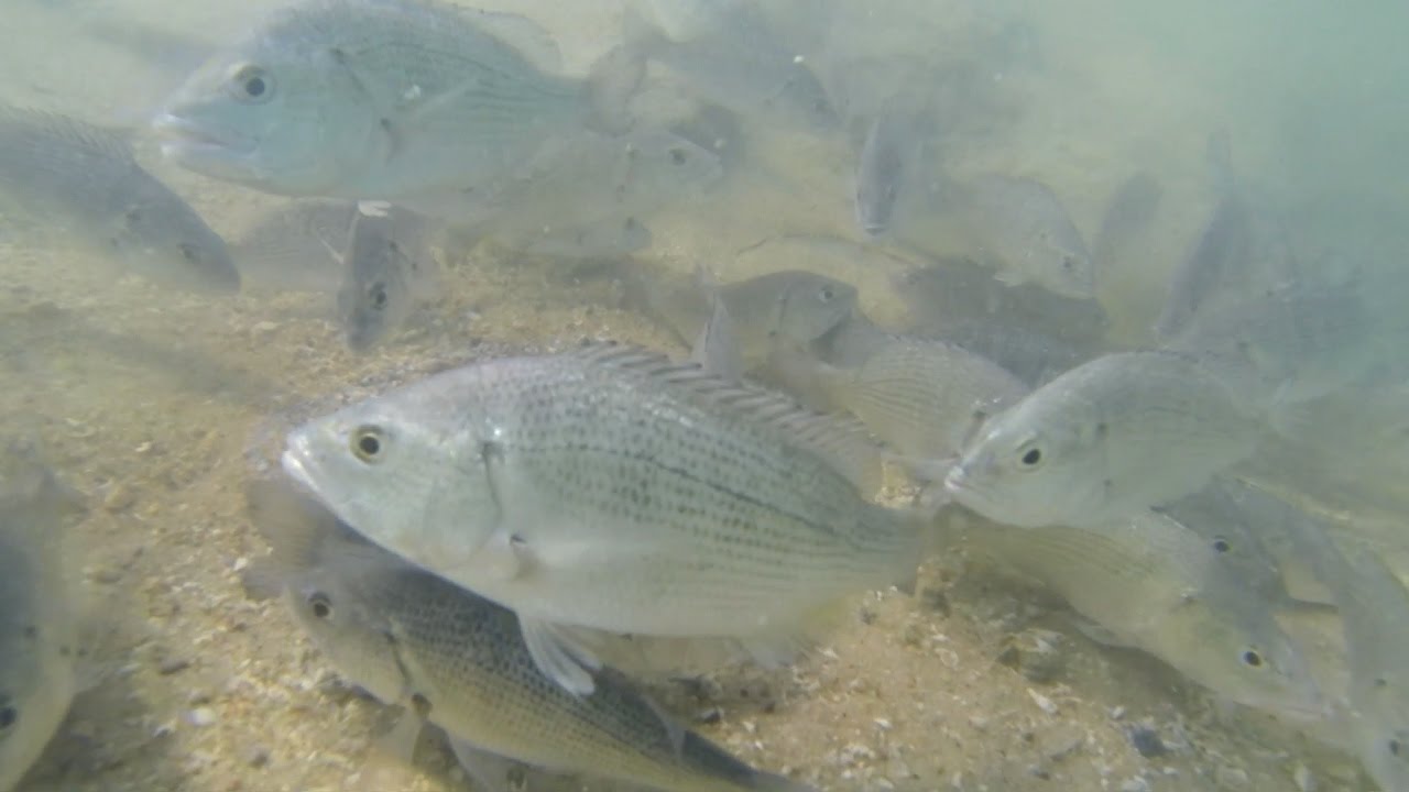 Fish Release 2016 | Sabah Al Ahmad Sea City - YouTube