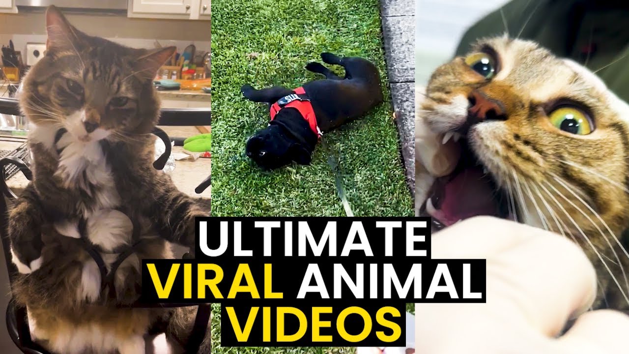 The BEST VIRAL Animal Videos | TOP 93 - Hilarious Animal Videos! - YouTube
