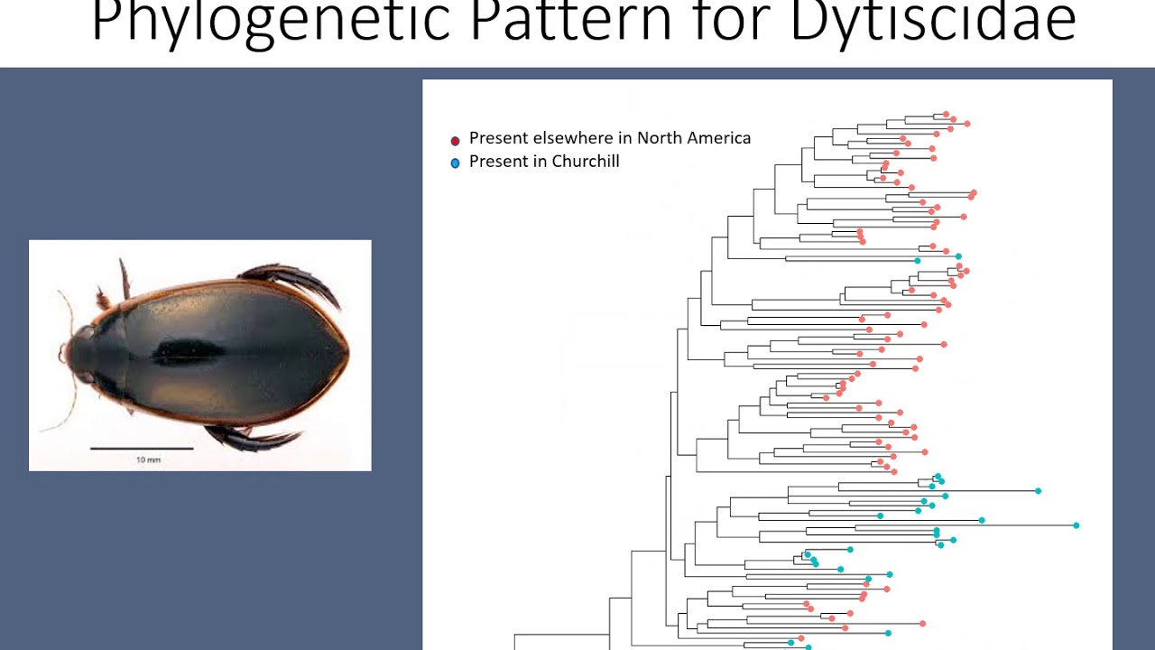 Phylogenetic Signal of sub-Arctic Beetle Communities | Samantha Majoros ...