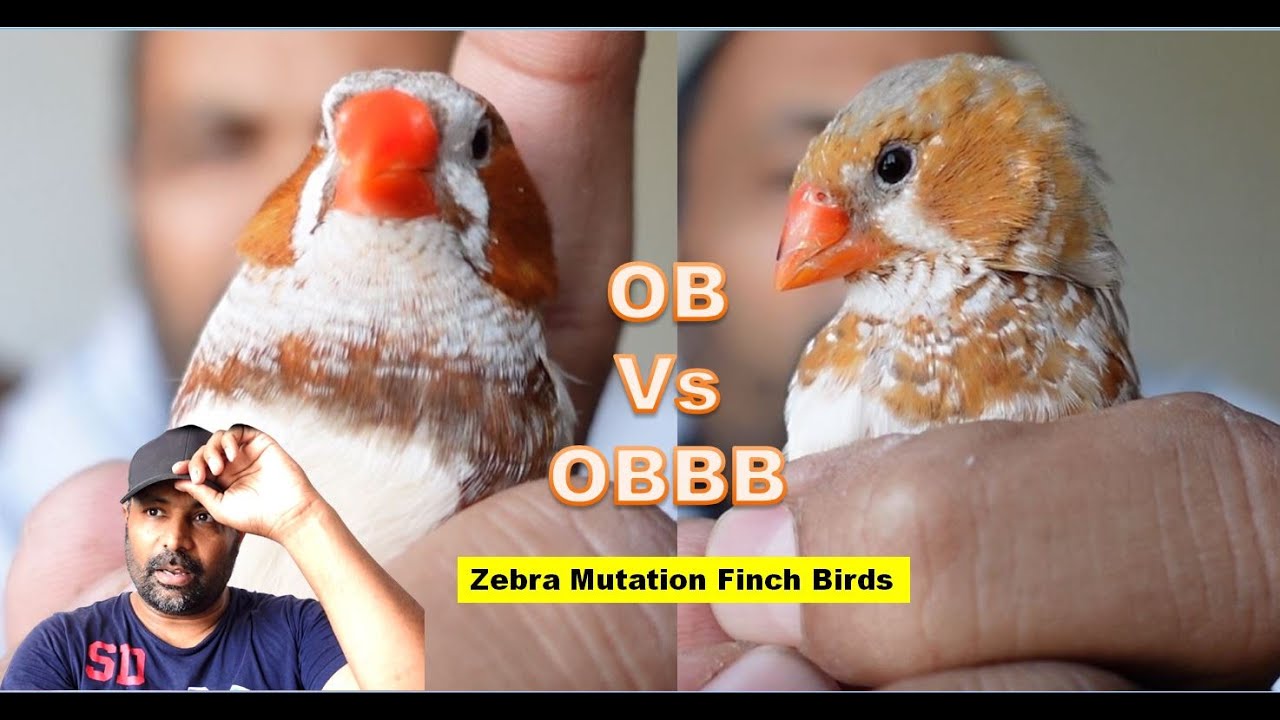 OB Vs OBBB orange breasted Vs Orange breasted black breasted Zebra ...