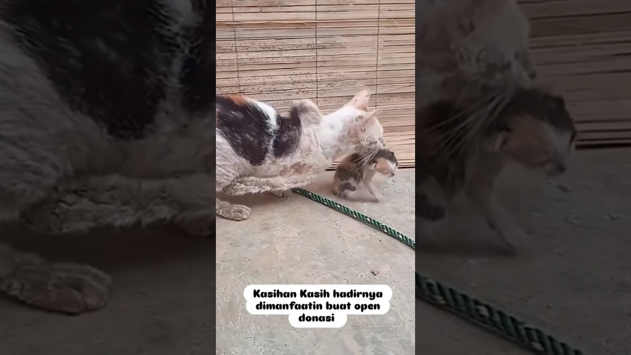 Poor lag injured Kitten 😿 | #shorts #short #catrescue #cat # ...