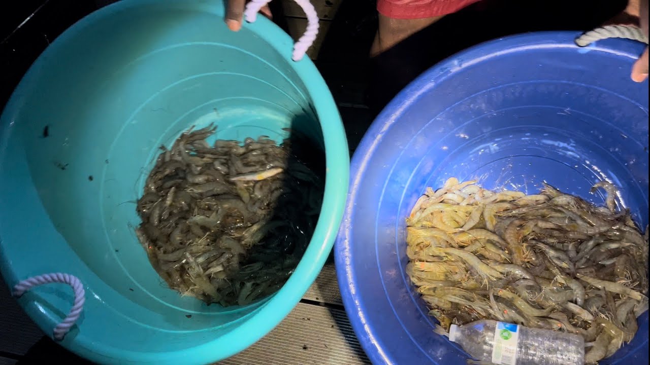 SHRIMPING SPOT IN FLORIDA #ARD461 - YouTube