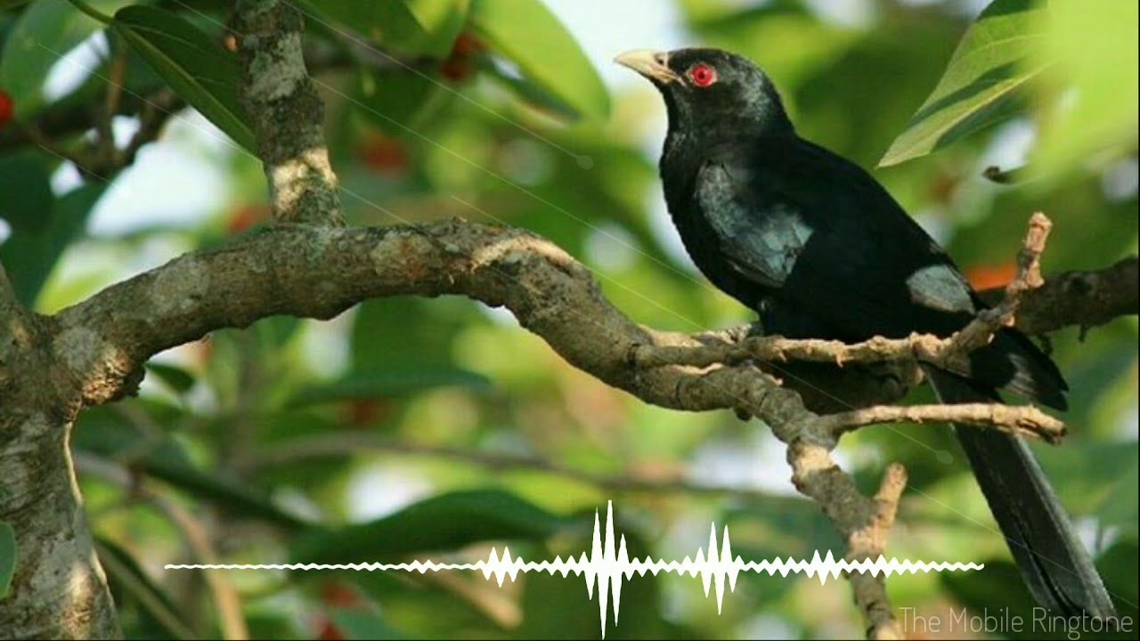 koel bird singing sound - cuckoo song - കുയില്നാദം - कोयल की आवाज ...