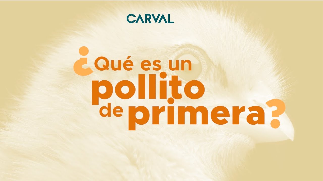 ¿Qué es un pollito de primera? 🐣 - YouTube